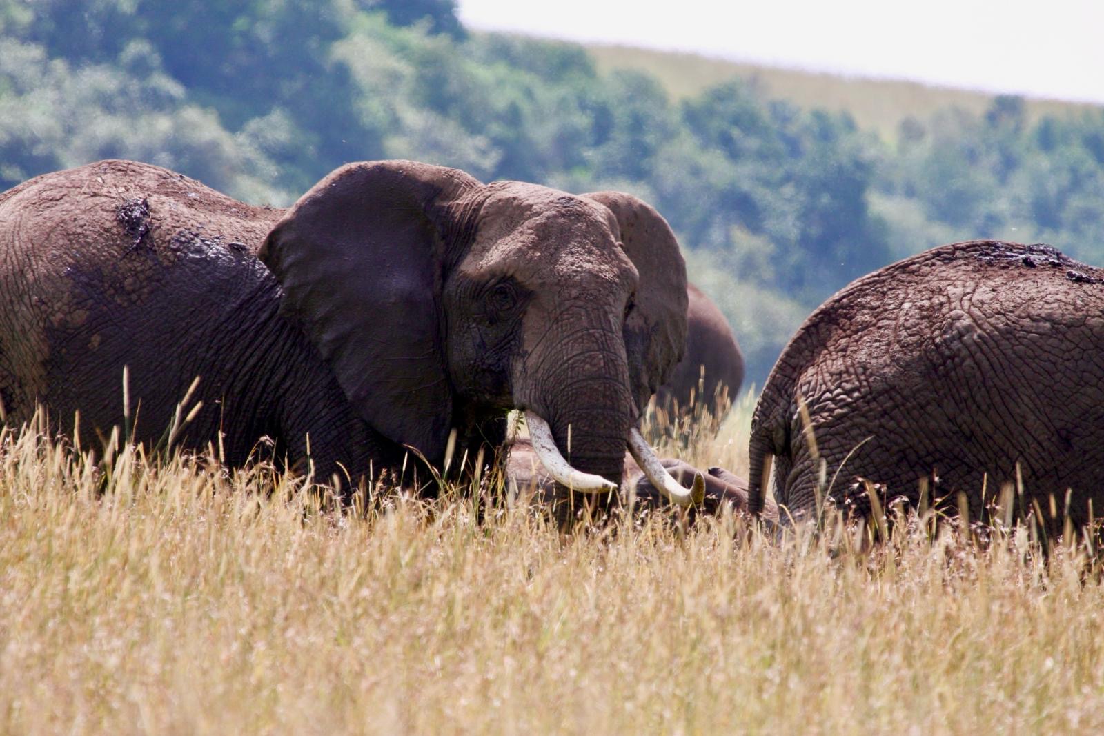 Community - Motor Vault