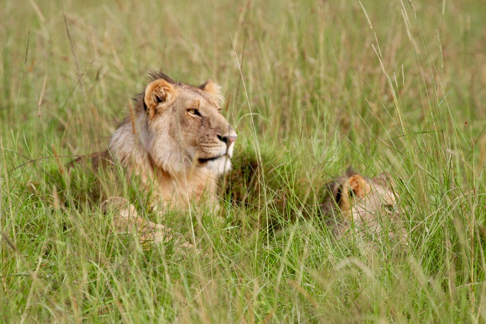 Community - Motor Vault